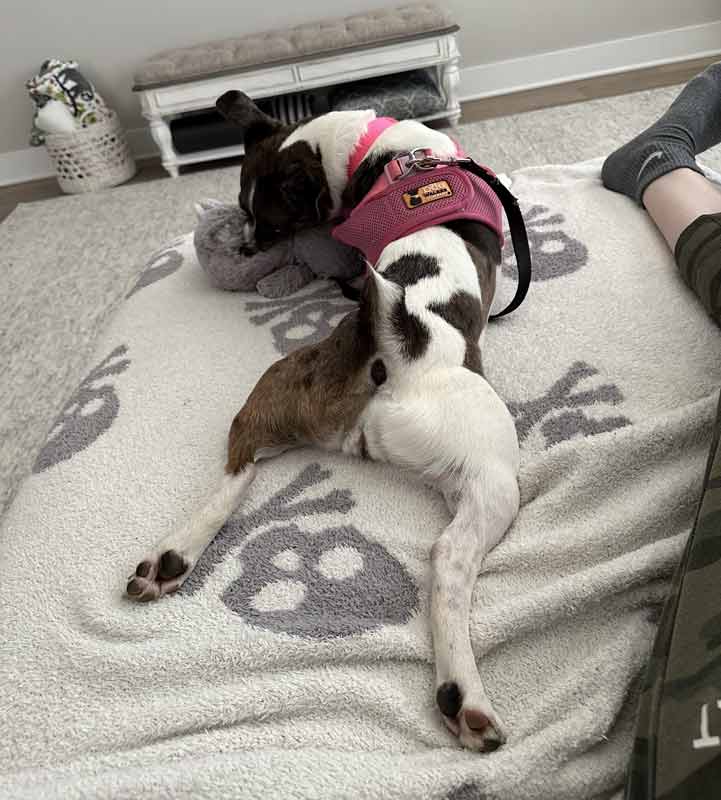 Darcey - Mostly Mutts AR