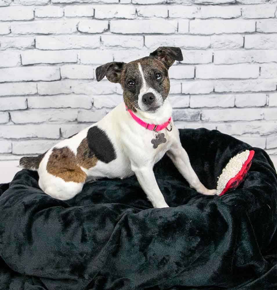 Darcey - Mostly Mutts AR