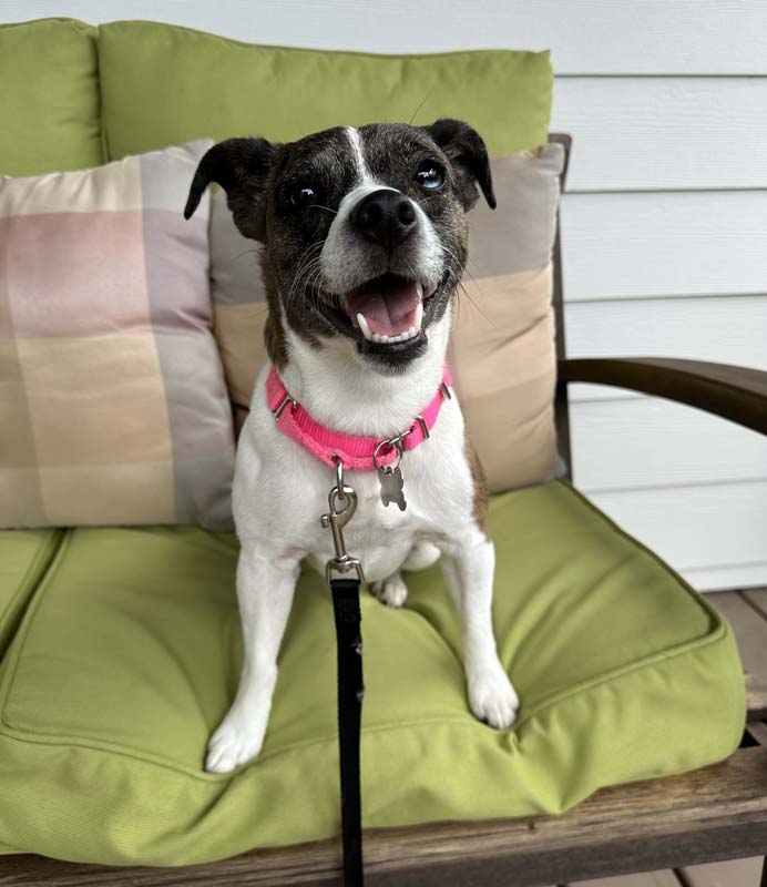 Darcey - Mostly Mutts AR