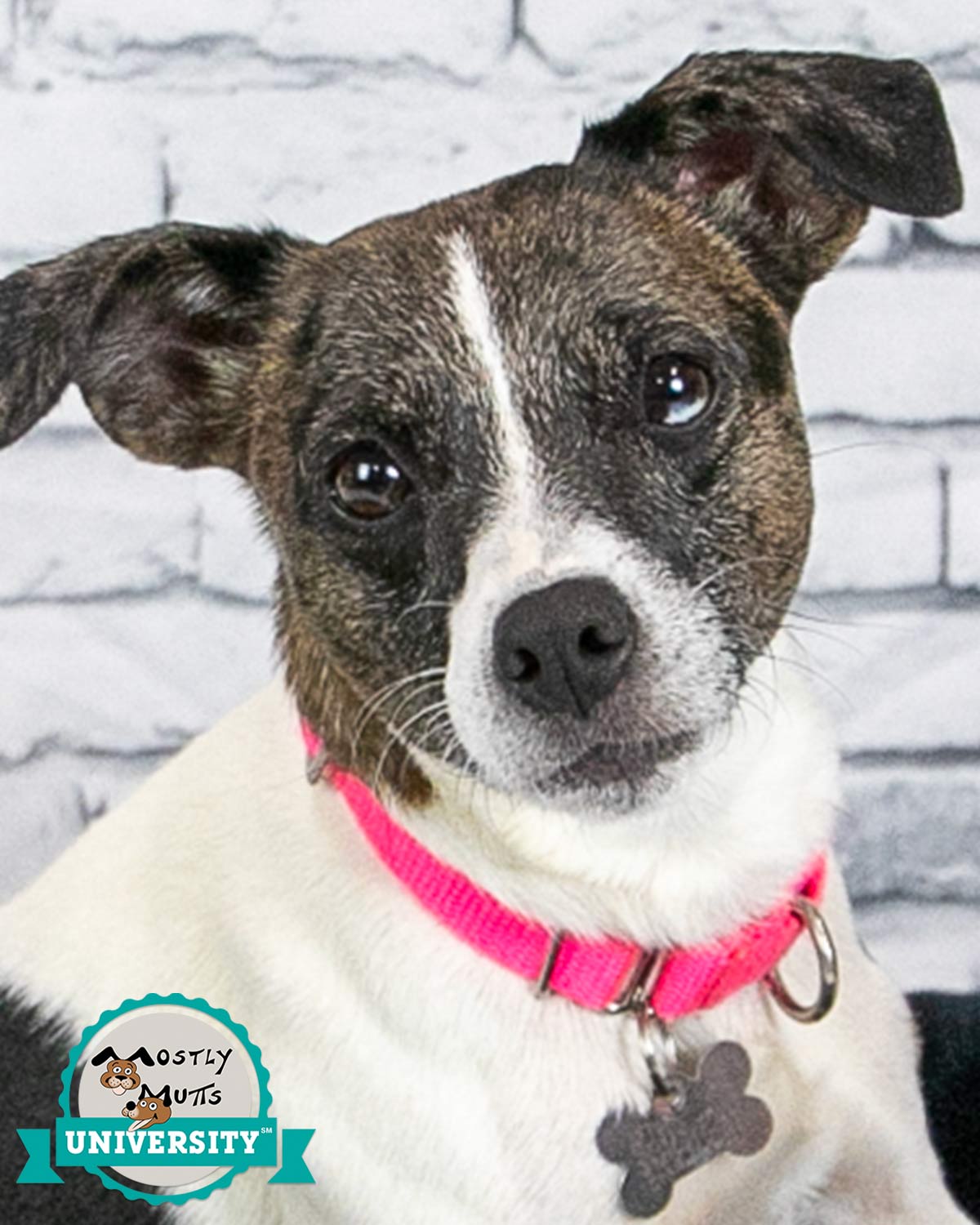 Darcey - Mostly Mutts AR